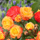 Buy Rose 'Rumba' floribunda from J. Parker's for Less