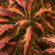 Buy Coleus Coral Candy for less with J. Parker's