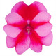 Buy Impatiens Sunpatiens compact Red Candy for less with J. Parker's