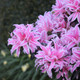 Buy Azalea 'Pink Spider' at jparkers.co.uk