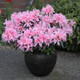 Buy Azalea 'Pink Spider' at jparkers.co.uk