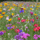 Buy Flower Butterfly & Bee Mix seeds from jparkers.co.uk