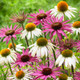 Buy RHS Pollinators Collection (A) at jparkers.co.uk