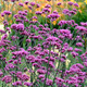 Buy RHS Pollinators Collection (A) at jparkers.co.uk
