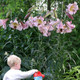 Buy Lilium Eastern Moon at jparkers.co.uk