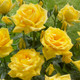 Buy Rose Sunlight Perfume at jparkers.co.uk