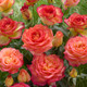 Buy Rose Bicolette Potted at jparkers.co.uk