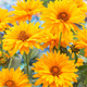 Buy RHS Pollinator Complete Collection - 5cm Module at jparkers.co.uk