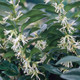 Buy Sarcococca (Sweet Box) hookeriana humilis | J Parker's Dutch Bulbs