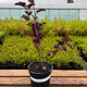 Physocarpus opulifolius Red Baron | J. Parker's