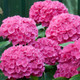 Buy Hydrangea macr. Pink Mophead at jparkers.co.uk