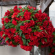 Buy Begonia Non-Stop Joy Red (Garden Ready) at jparkers.co.uk