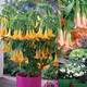 Buy Datura Collection | J. Parker's