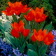 Buy Tulip Praestans Unicum at jparkers.co.uk
