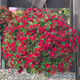 Calibrachoa Super Calita Collection | J Parker Dutch Bulbs