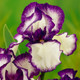 Iris germanica 'Loop the Loop' - JParkers