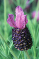 Buy Lavandula stoechas Fathead | J Parker Dutch Bulbs
