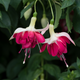 Fuchsia Seventh Heaven (Trailing) | J Parker Dutch Bulbs