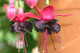 Buy Fuchsia Blacky Plants | J Parker Dutch Bulbs
