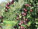 Buy Apple Api Noir - J Parker Dutch Bulbs