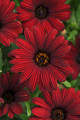 Osteospermum Dark Red | J Parker Dutch Bulbs