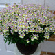 Nemesia Aroma Easter Bonnet | J Parker Dutch Bulbs
