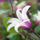 Buy Clematis Princess Kate - J Parker Dutch Bulbs