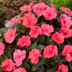 Impatiens Sunpatiens Compact Deep Rose | J Parker Dutch Bulbs