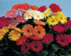 Gerbera Revolution Mix (Garden Ready) | J Parker Dutch Bulbs