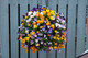 Buy Viola Teardrop Mixed (Garden Ready) | J Parker Dutch Bulbs