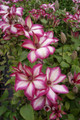 Buy Clematis Picotee | J Parker Dutch Bulbs