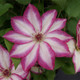 Buy Clematis Picotee | J Parker Dutch Bulbs