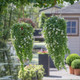 Lofos Compact White | J Parker Dutch Bulbs