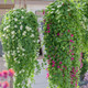Lofos Compact White | J Parker Dutch Bulbs