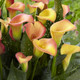 Zantedeschia Morning Sun (Calla Lily) | J Parker Dutch Bulbs