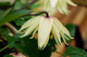 Buy Clematis koreana Amber | J Parker Dutch Bulbs