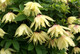 Buy Clematis koreana Amber | J Parker Dutch Bulbs
