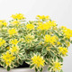 Sedum (Stonecrop) takesimense Atlantis | J Parker Dutch Bulbs