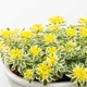 Sedum (Stonecrop) takesimense Atlantis | J Parker Dutch Bulbs