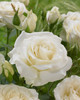 Rose Polo | J Parker Dutch Bulbs