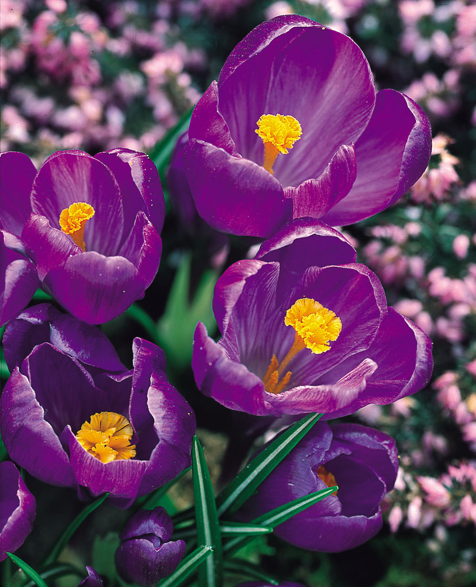 Buy Crocus Flower Record | J Parker Dutch Bulbs