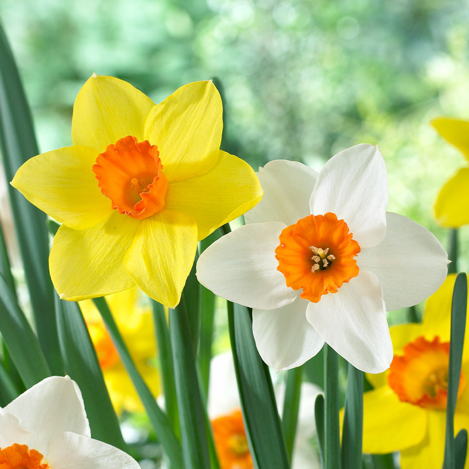 Narcissus Red Devon | Daffodil 'Red Devon' | J.Parker's