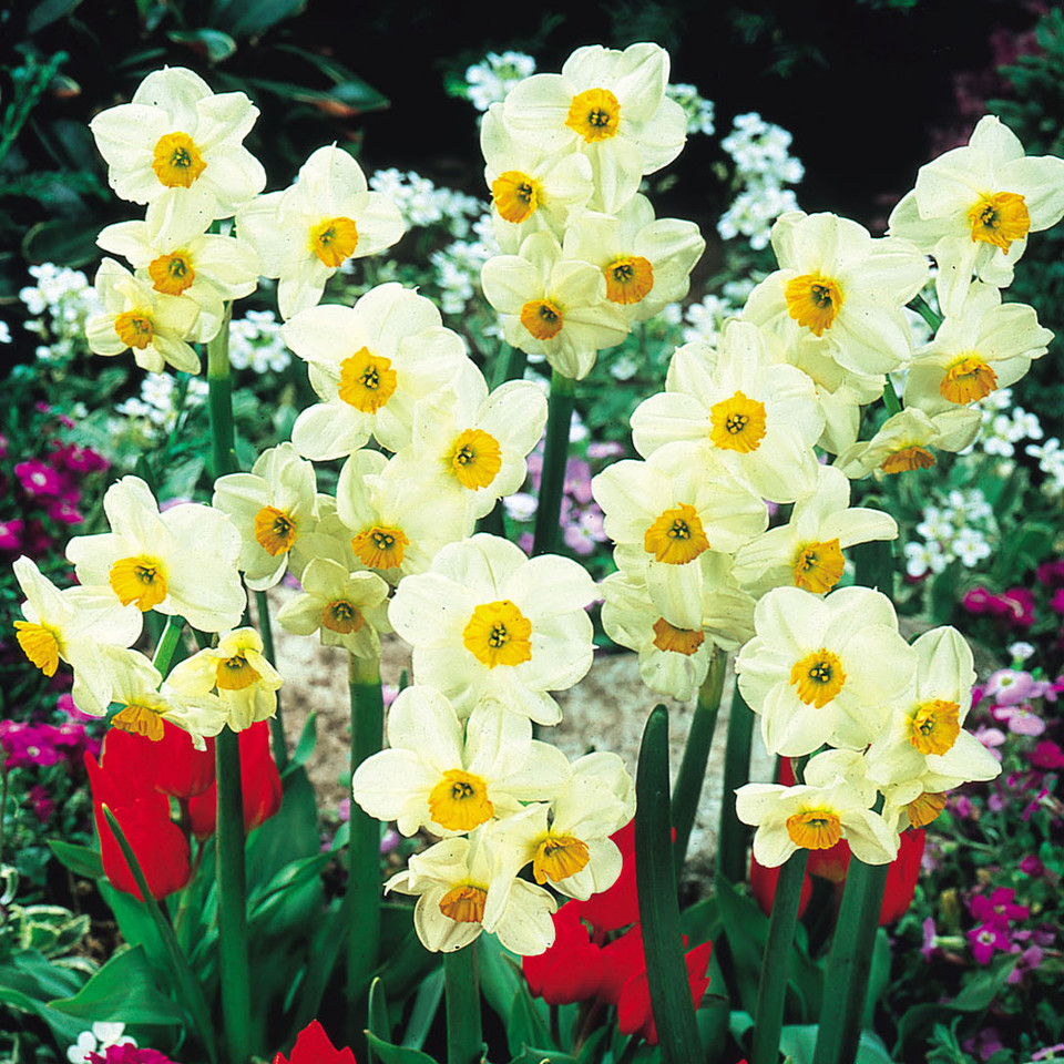 Narcissus Geranium | Daffodil 'Geranium' | J.Parker's