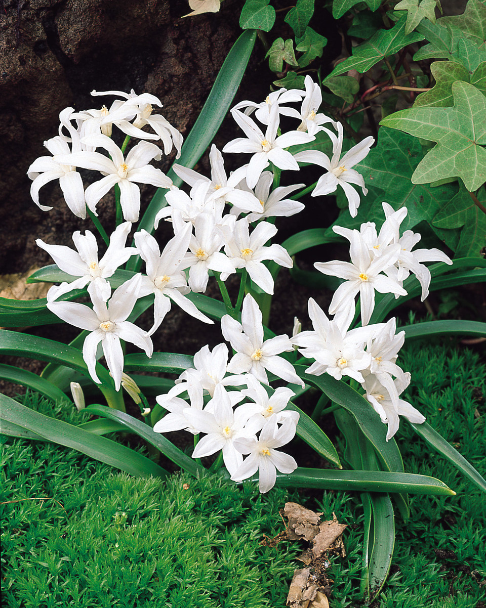 Chionodoxa Luciliae Alba