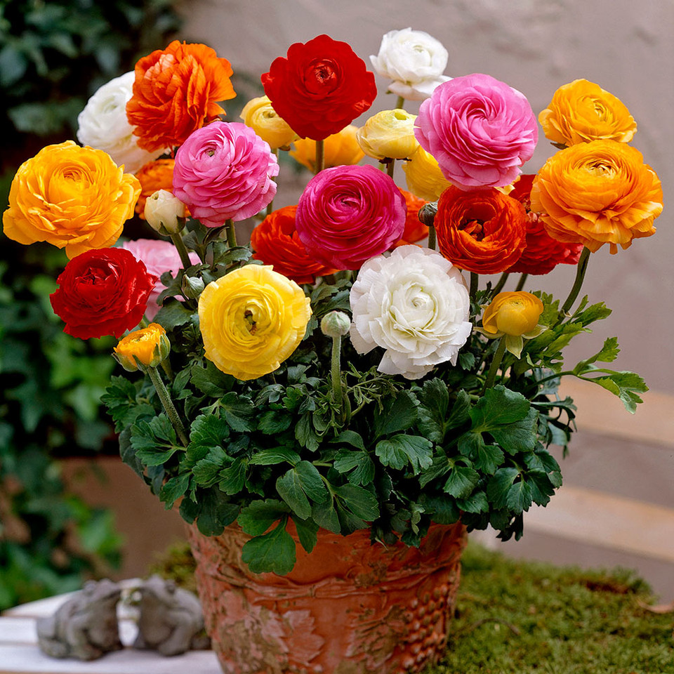 Patio Tomer Ranunculus Mix | J Parker Dutch Bulbs