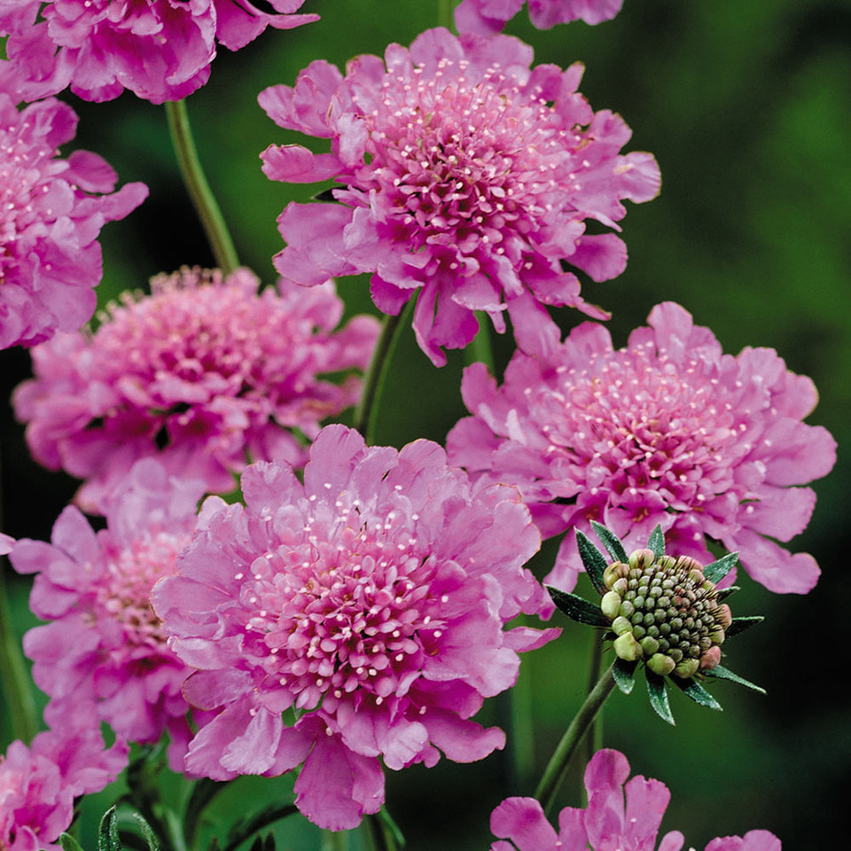 Buy Scabiosa Pink Diamond Plants | J Parker Dutch Bulbs