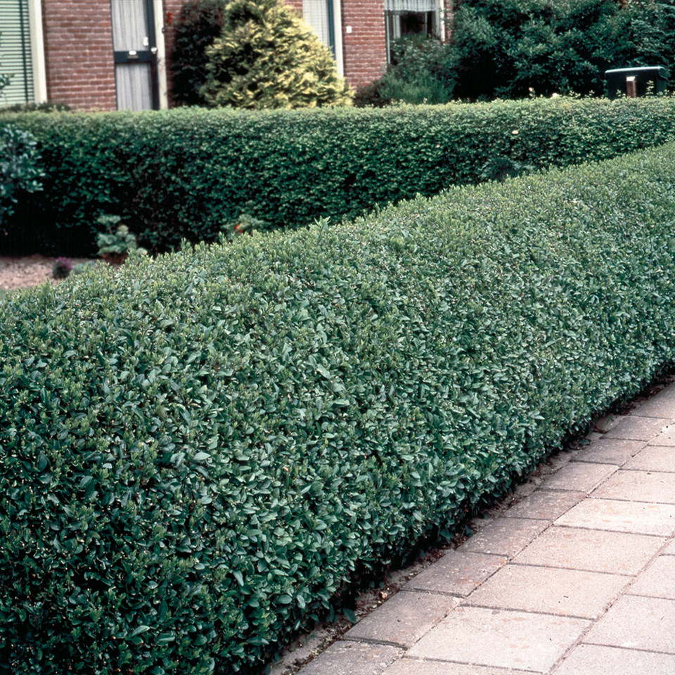Buy Privet Hedging Plants | J Parker Dutch Bulbs