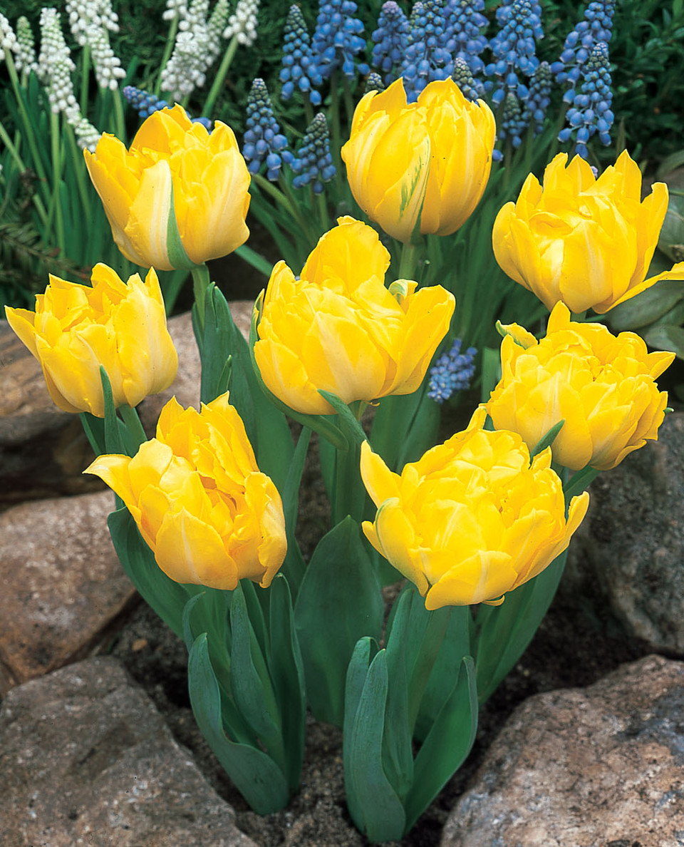 Buy Tulip Monte Carlo at jparkers.co.uk