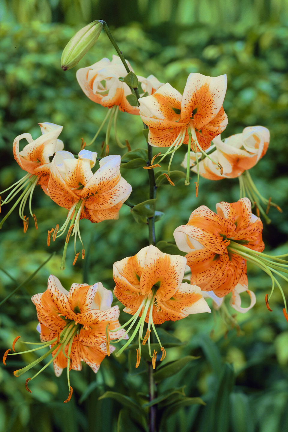 Buy Lilium Lady Alice at jparkers.co.uk