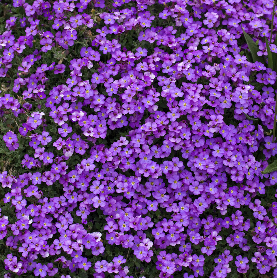 Buy Aubrieta Blue Plants | J Parker Dutch Bulbs